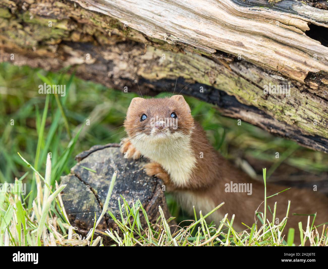 Stoat Head Looking out of a Hole Stock Photo - Alamy