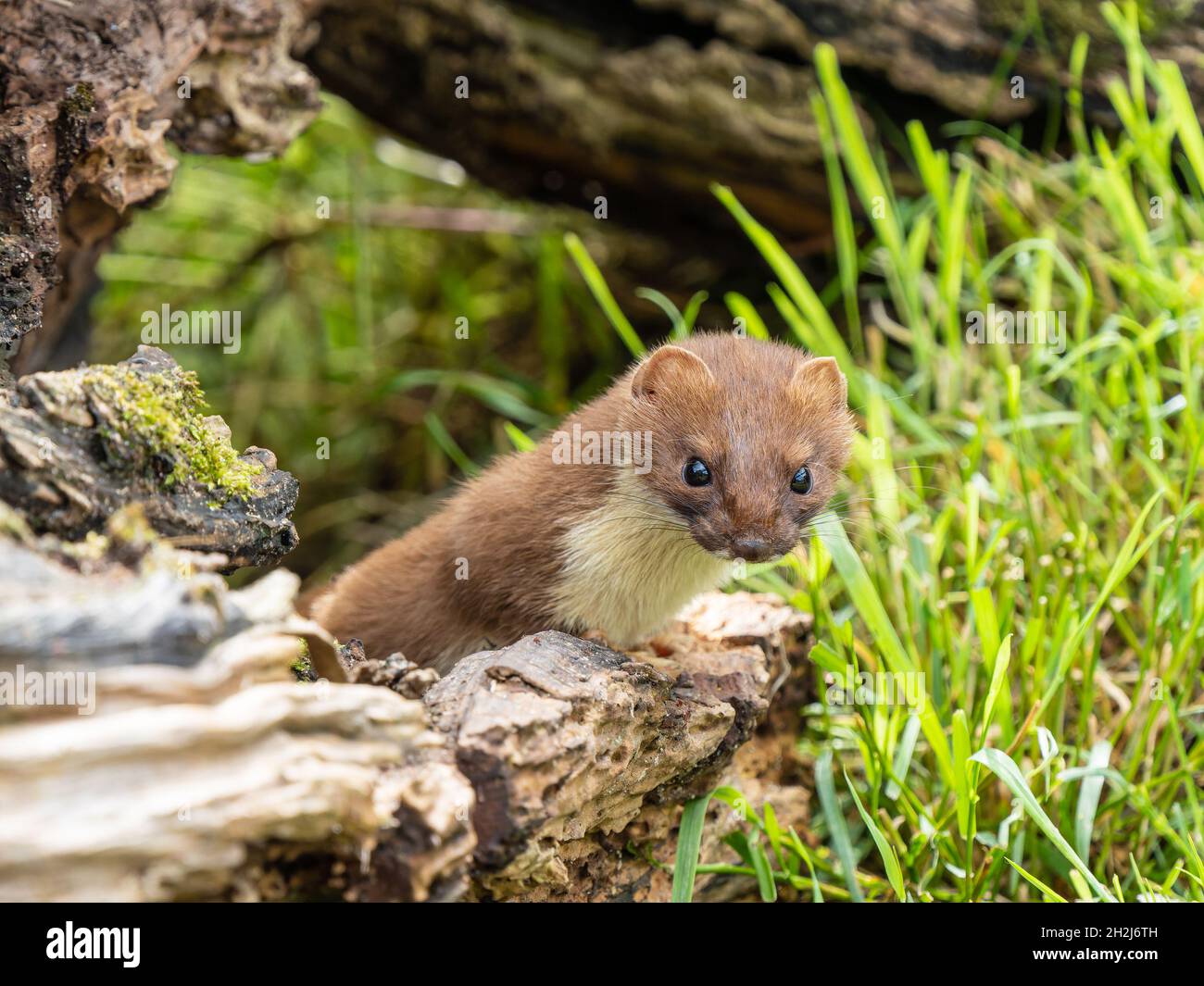 Stoat hole hi-res stock photography and images - Alamy
