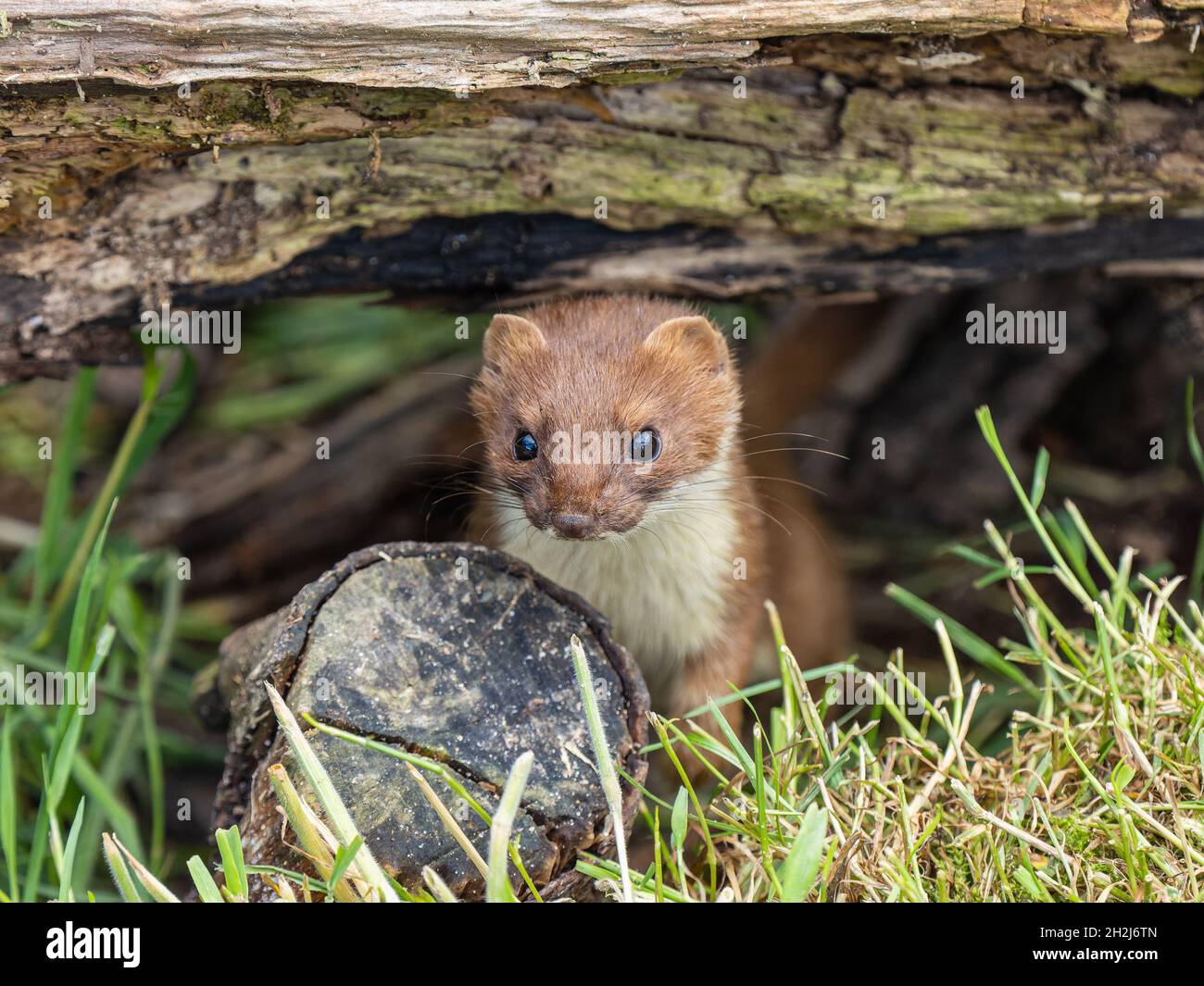 Stoat Head Looking out of a Hole Stock Photo - Alamy
