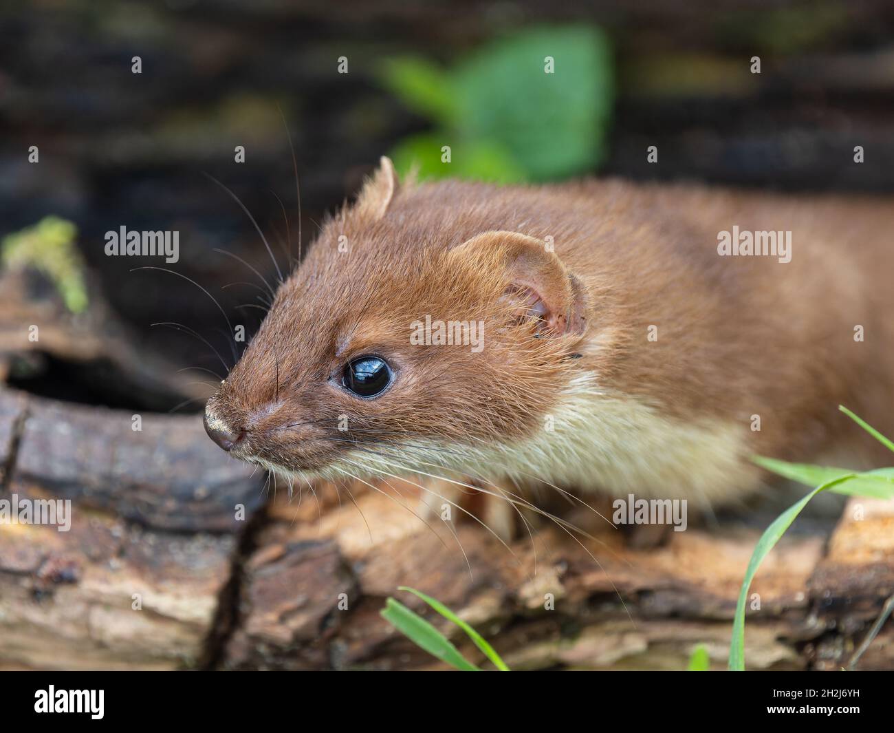 Stoat Head Looking out of a Hole Stock Photo - Alamy
