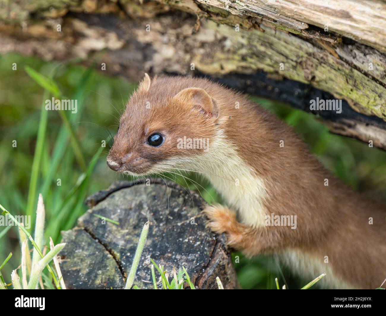 Stoat Head Looking out of a Hole Stock Photo - Alamy
