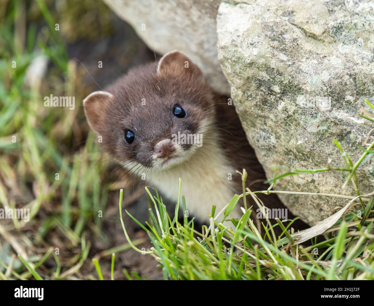 Stoat