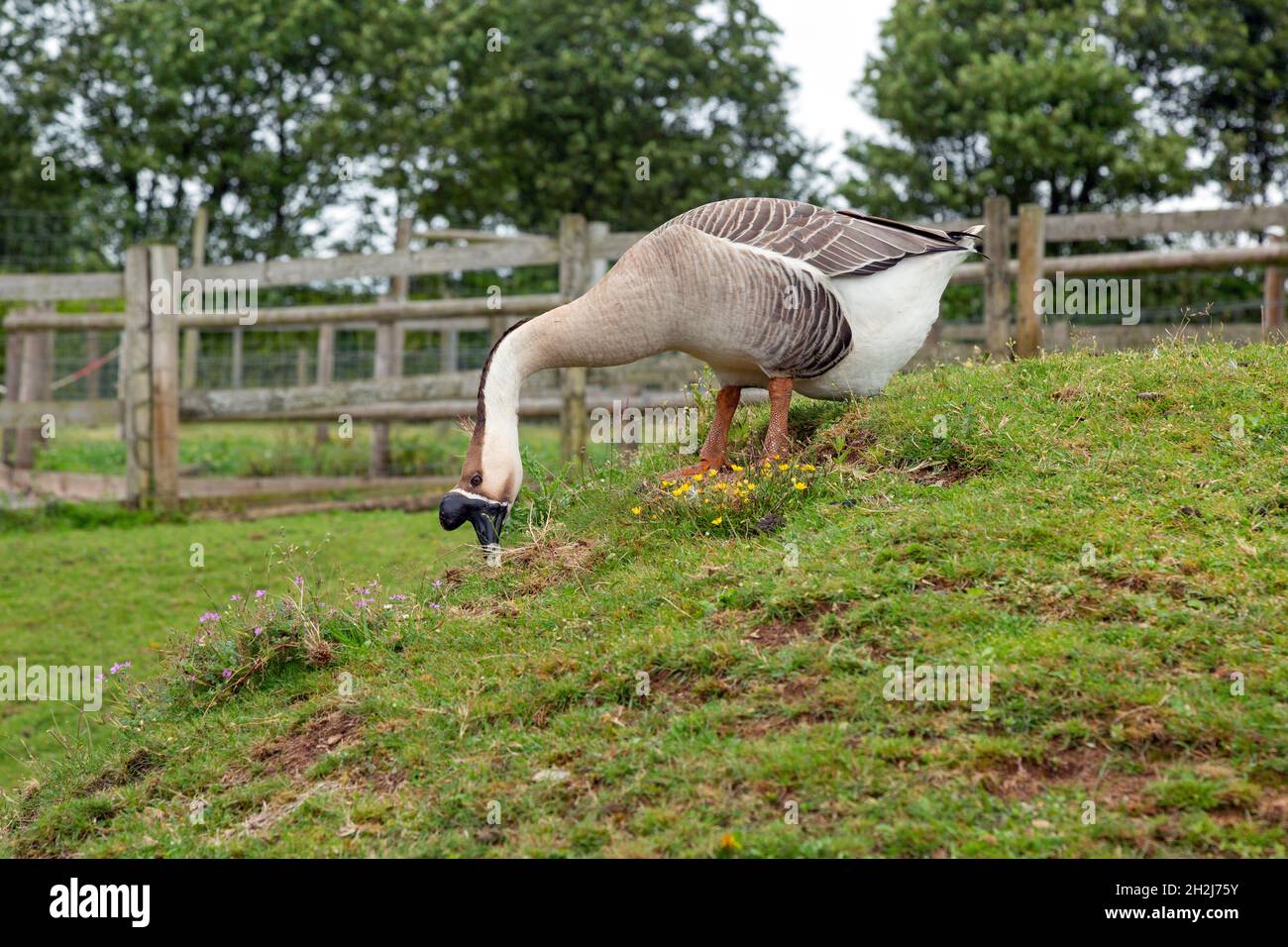 Chinese goose Woodlands family theme park, Totnes, Devon, England Stock ...