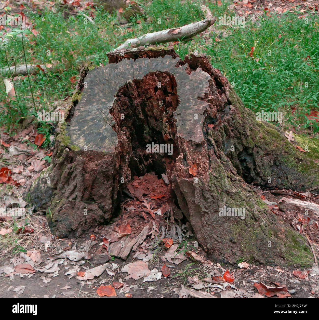 Old cut off hi-res stock photography and images - Alamy