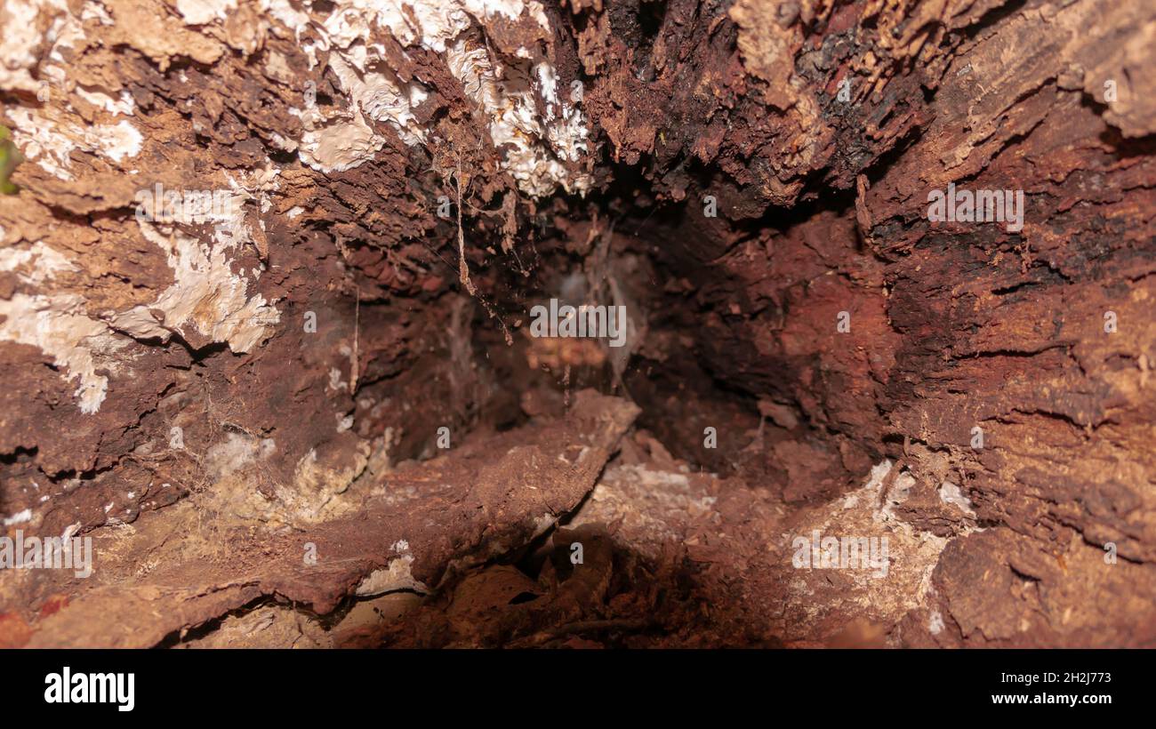 Internal detail hi-res stock photography and images - Alamy
