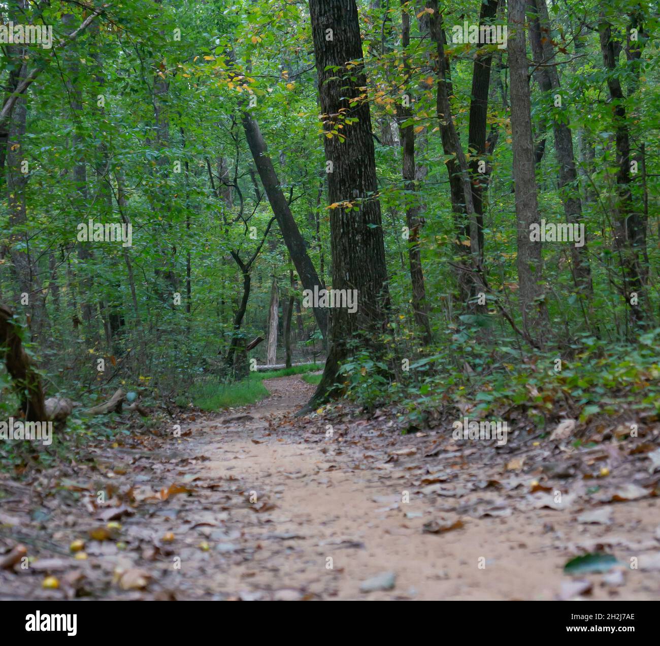 Narrow trail in a forest surrounded by trees Stock Photo - Alamy