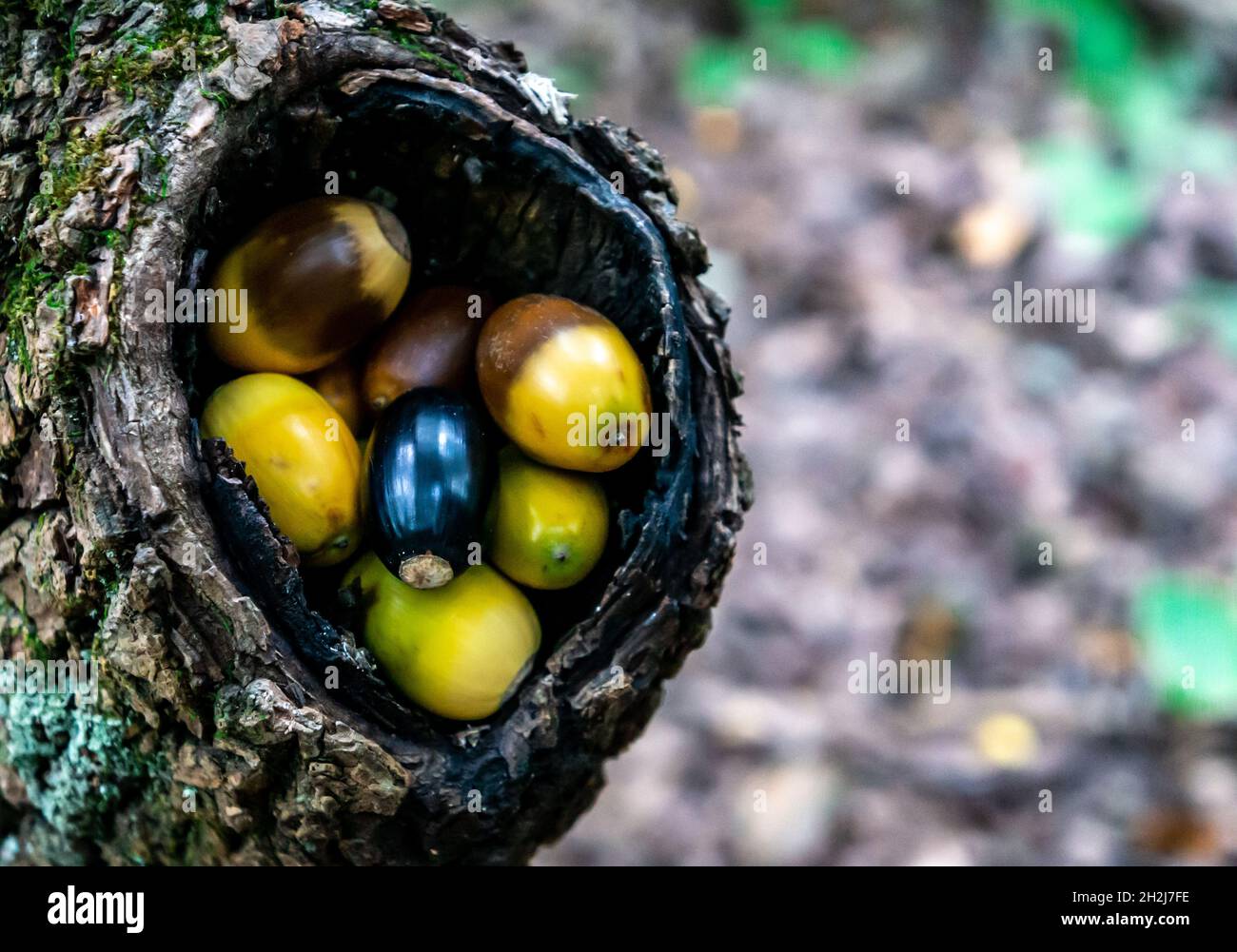 Closeup of acorns inside tree hollow Stock Photo - Alamy