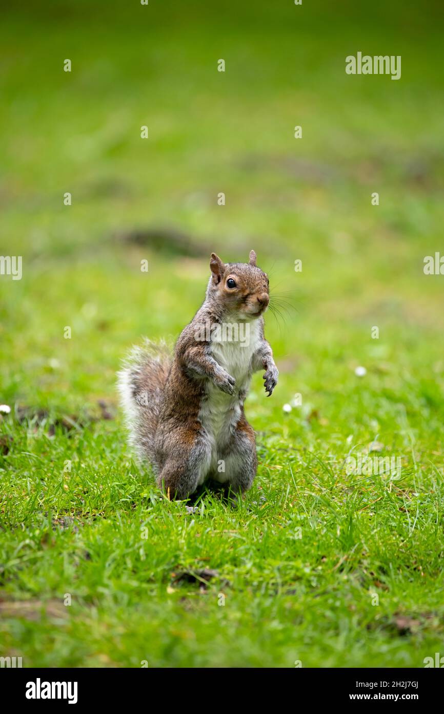 Grey Squirrel standing Up Stock Photo - Alamy