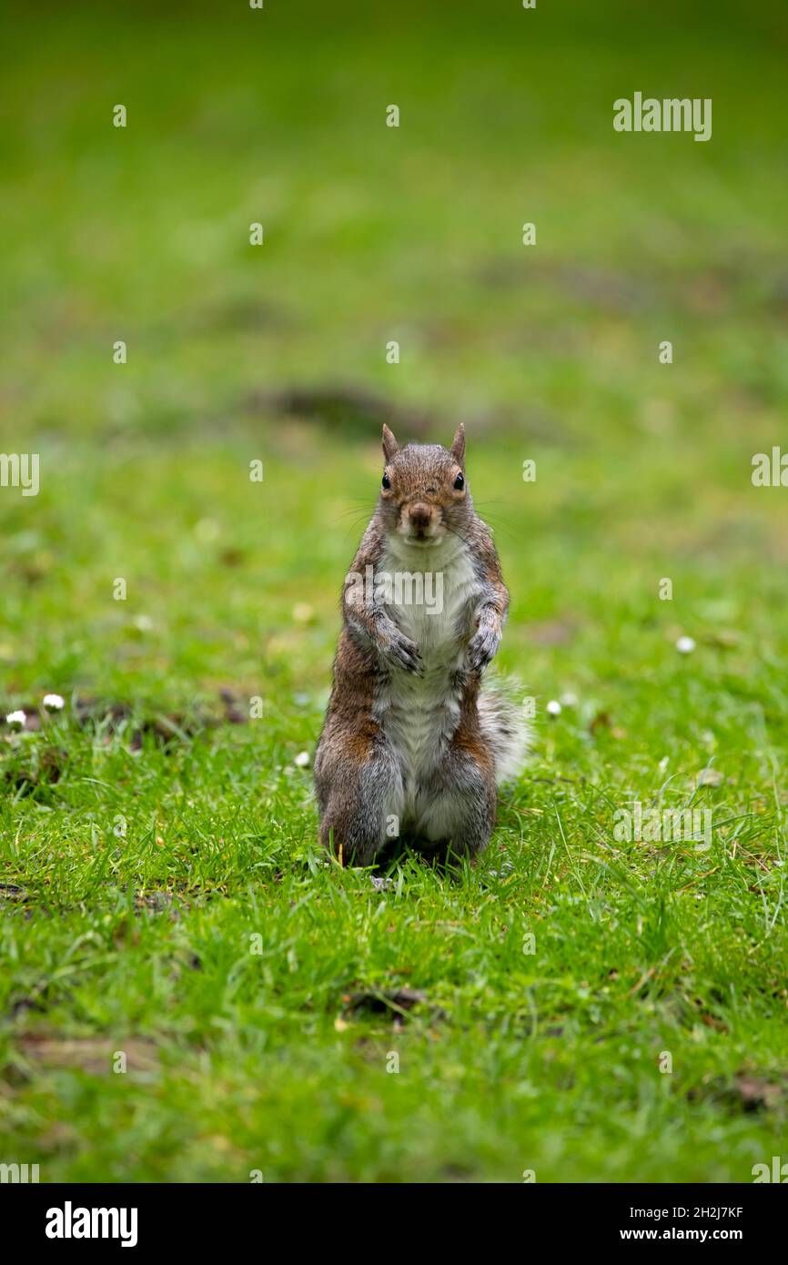Grey Squirrel standing Up Stock Photo - Alamy