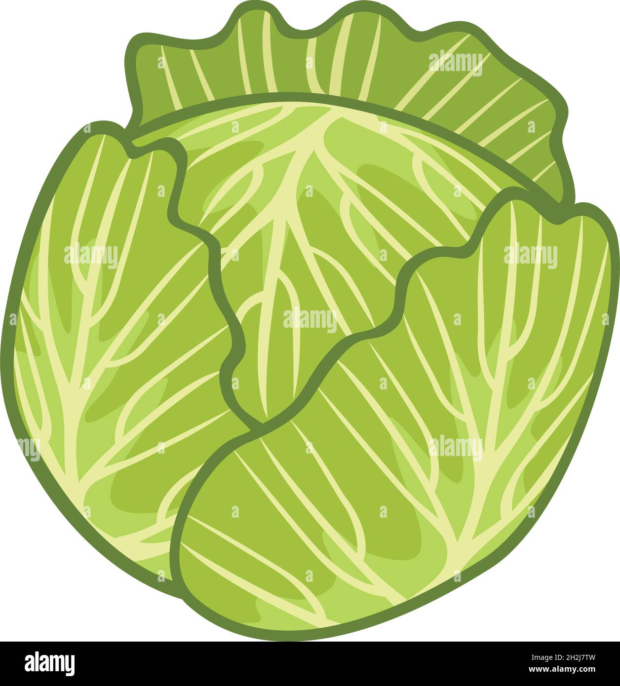 Cabbage Vector
