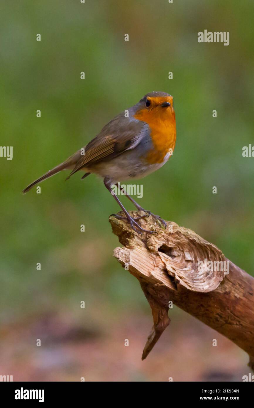 Robin on branch hi-res stock photography and images - Alamy
