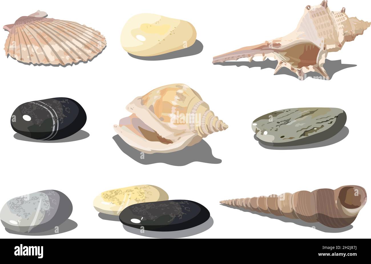 Vector realistic tropical shells and sea pebbles isolated on white ...