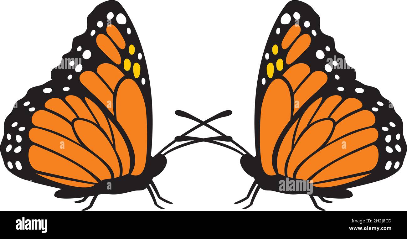 Two butterflies color vector illustration Stock Vector Image & Art - Alamy