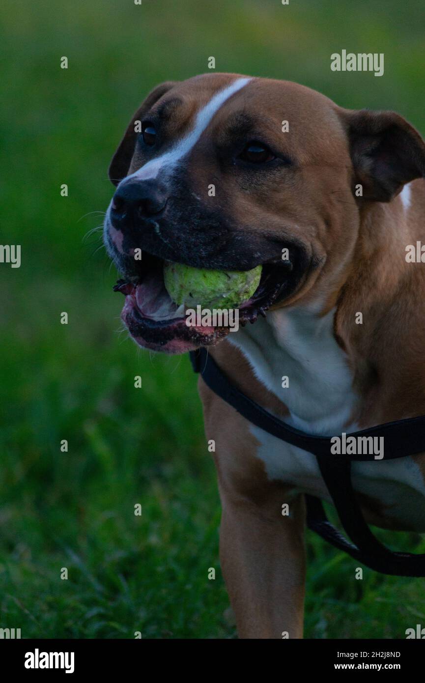Amstaff boxer hi-res stock photography and images - Alamy