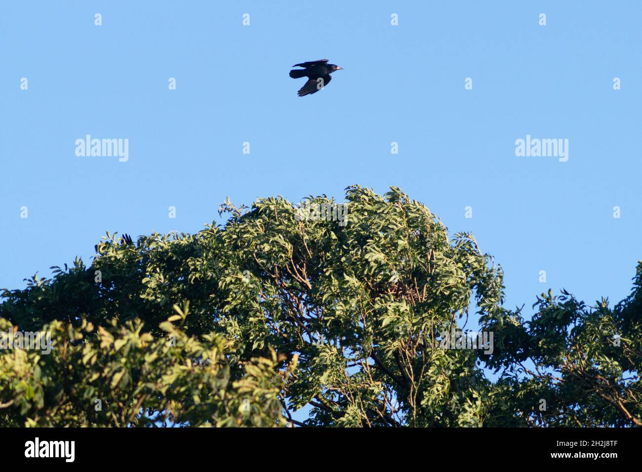 Rook flying above green trees. Burnham, North Lincolnshire, England ...