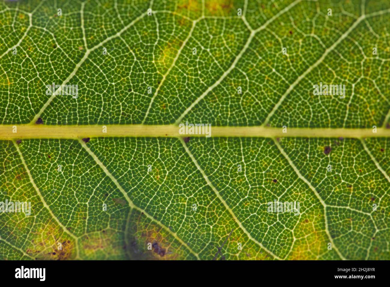 Albero texture hi-res stock photography and images - Alamy