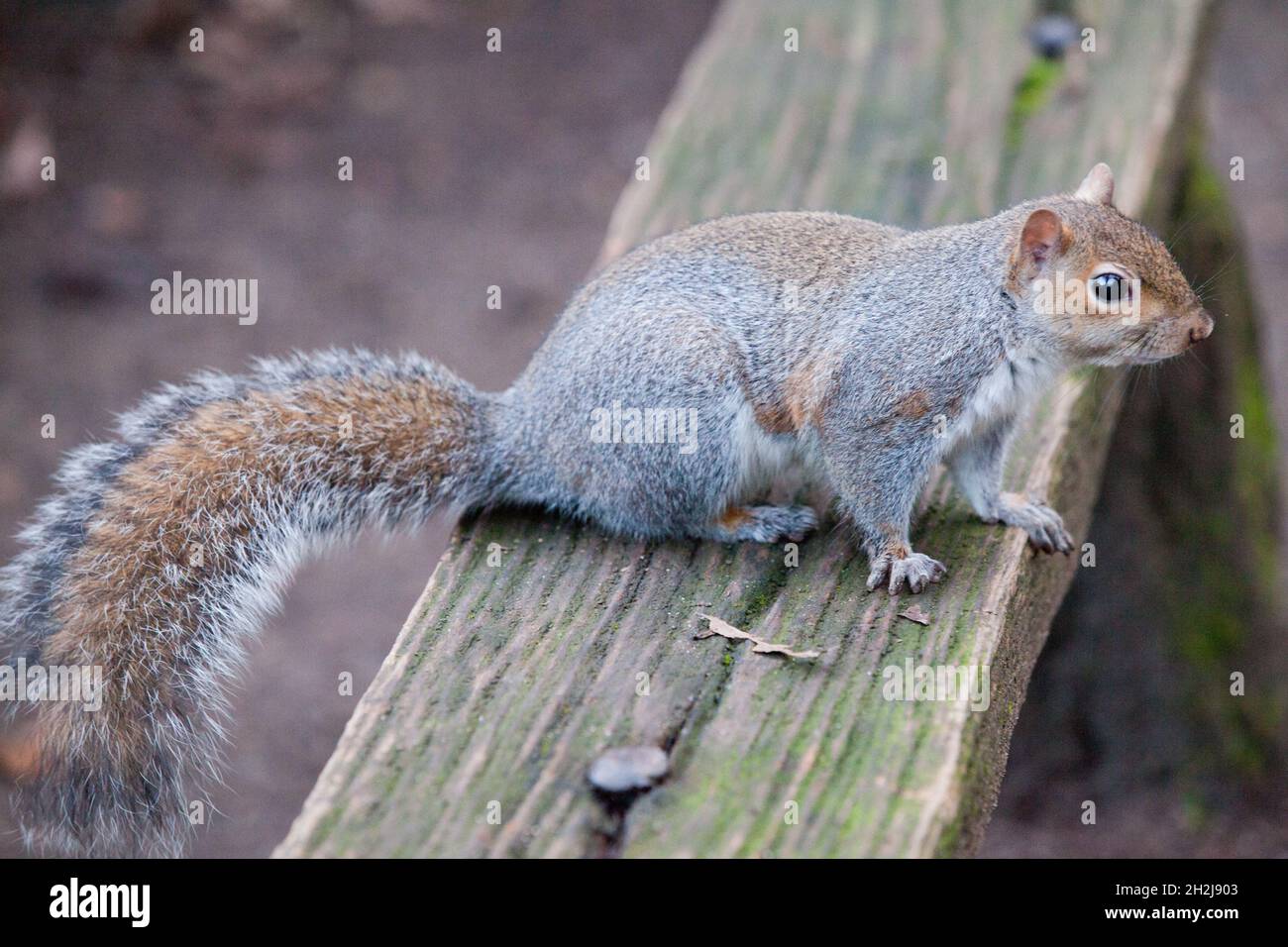 Scoiattolo hi-res stock photography and images - Alamy