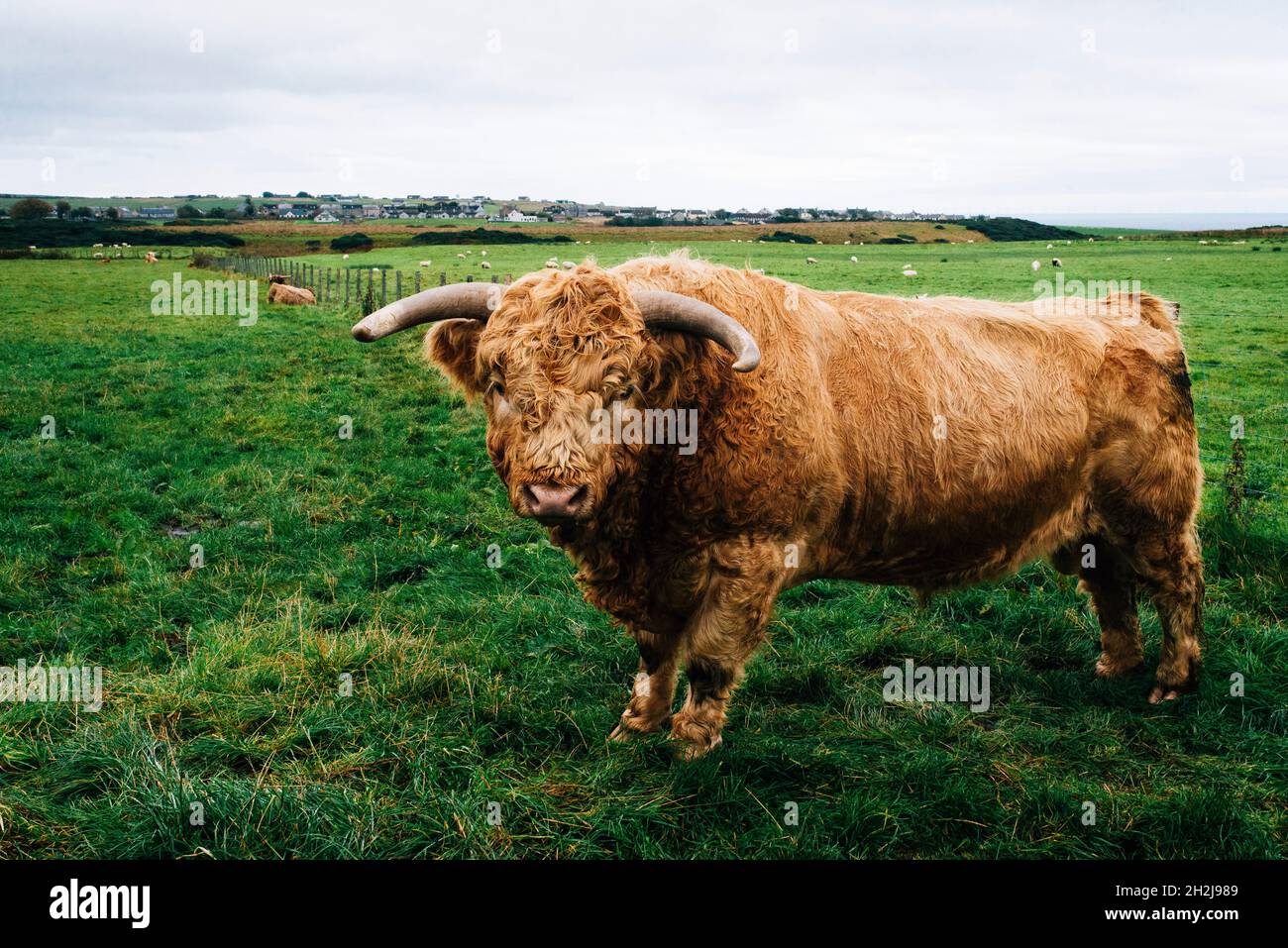 highland cows in a field spotted on the east coast of the NC500 road ...