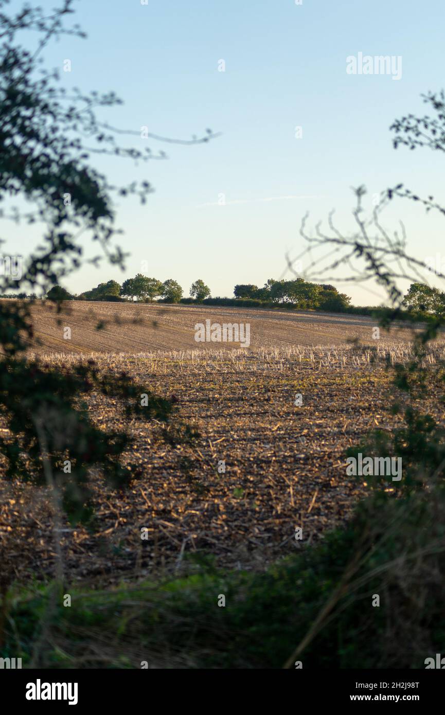 Vertical shot of the beautiful summer countryside landscape. Burnham ...