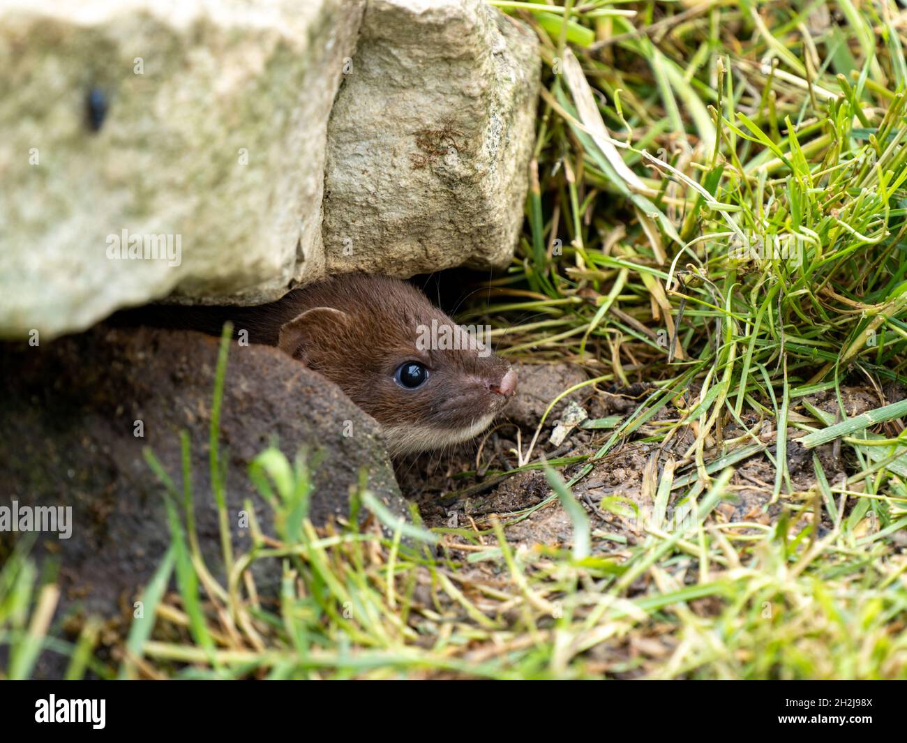 Stoat Head Looking out of a Hole Stock Photo - Alamy