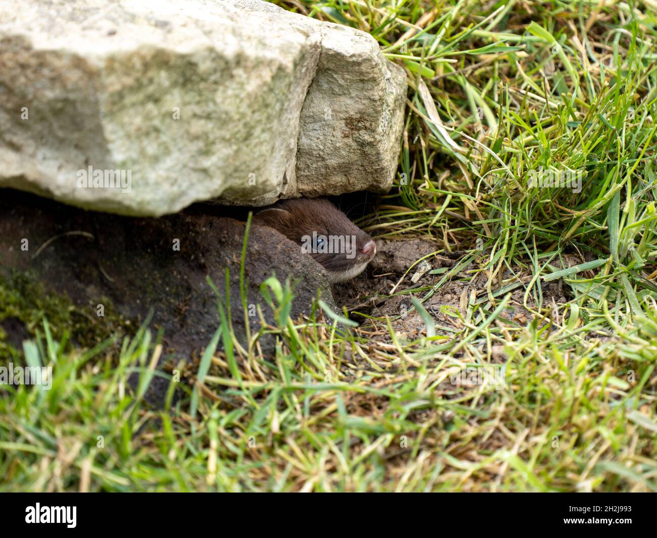 Stoat Head Looking out of a Hole Stock Photo - Alamy