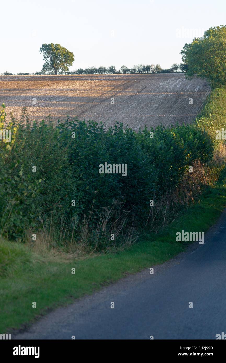 Vertical shot of the beautiful summer countryside landscape. Burnham ...