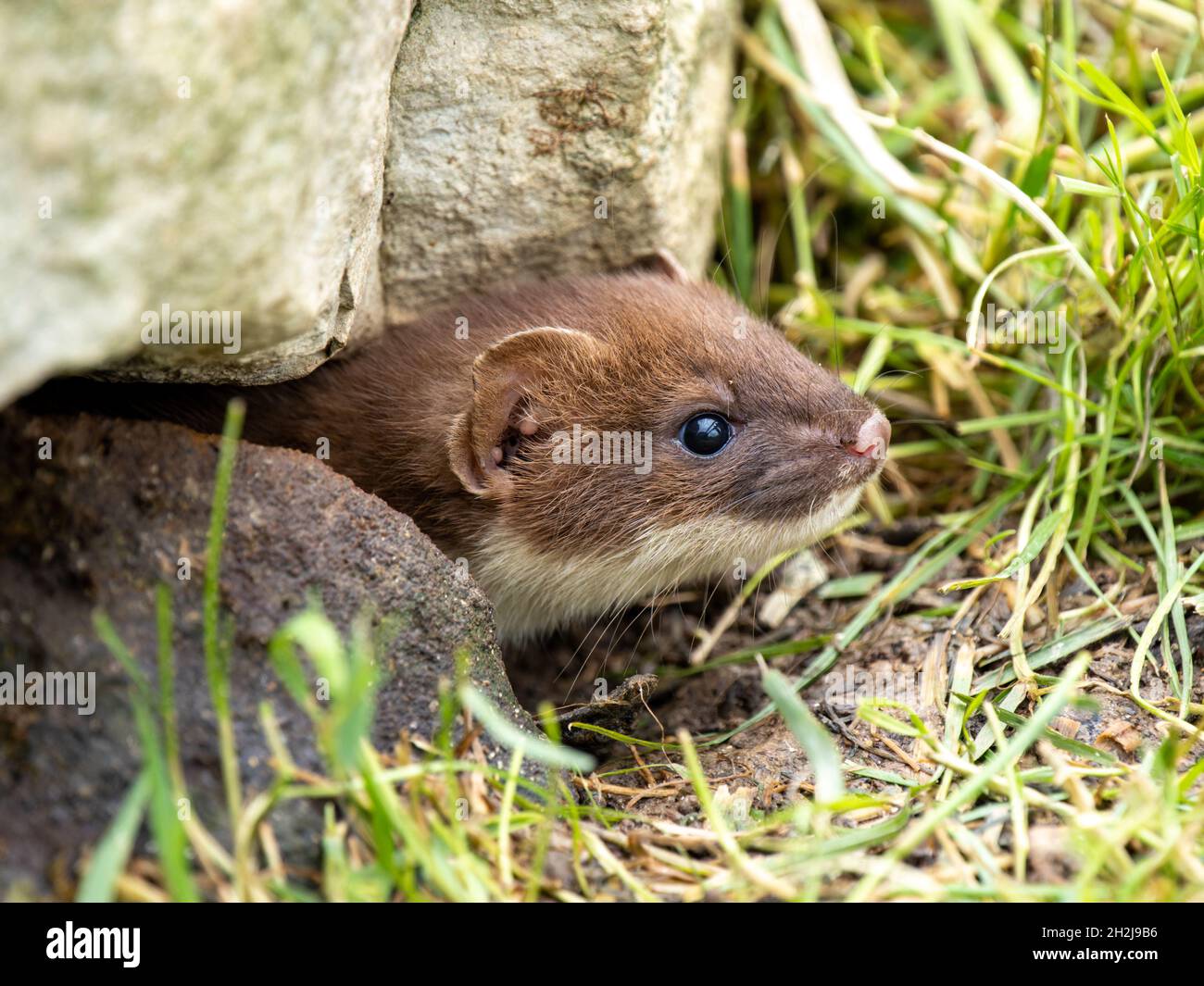 Stoat Head Looking out of a Hole Stock Photo - Alamy