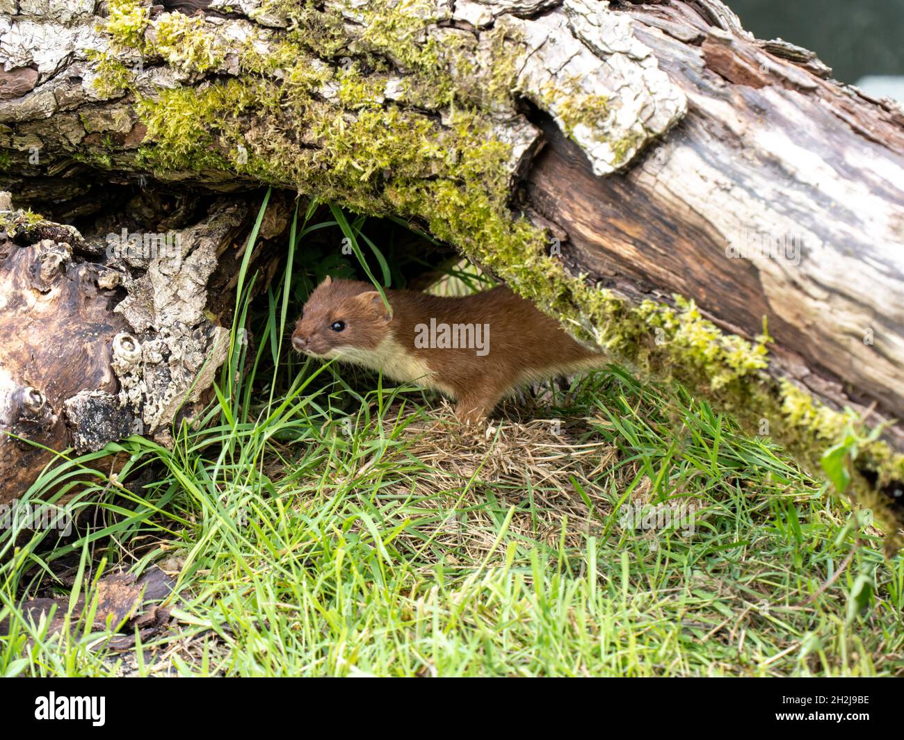 Stoat Head Looking out of a Hole Stock Photo - Alamy