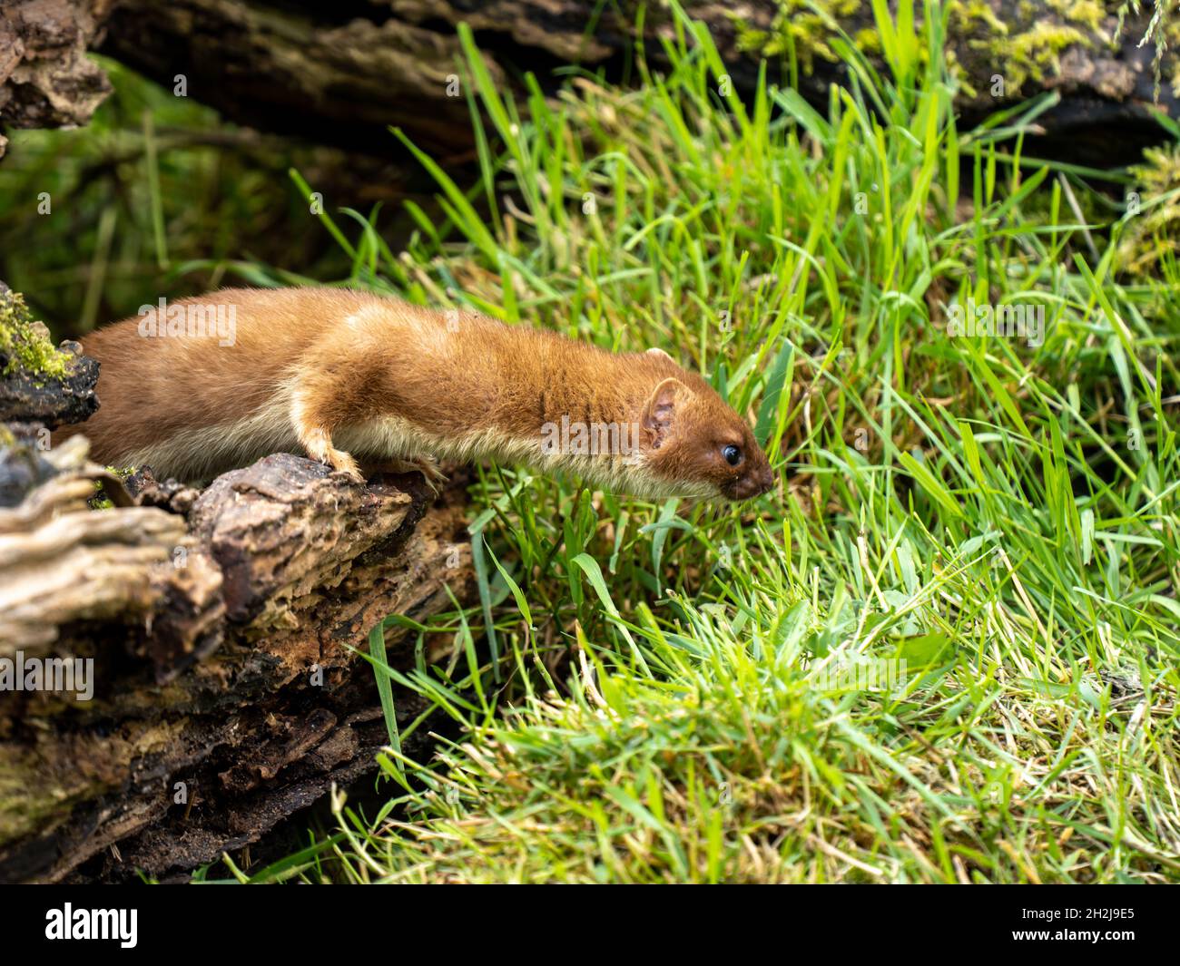 English stoat hi-res stock photography and images - Alamy