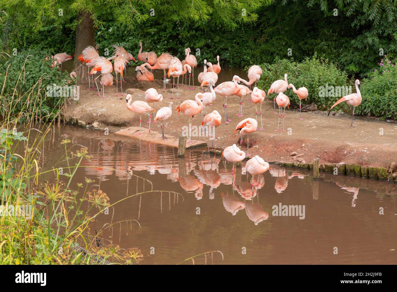 Pink flamingos at Paignton Zoo, Devon, England, United Kingdom Stock ...