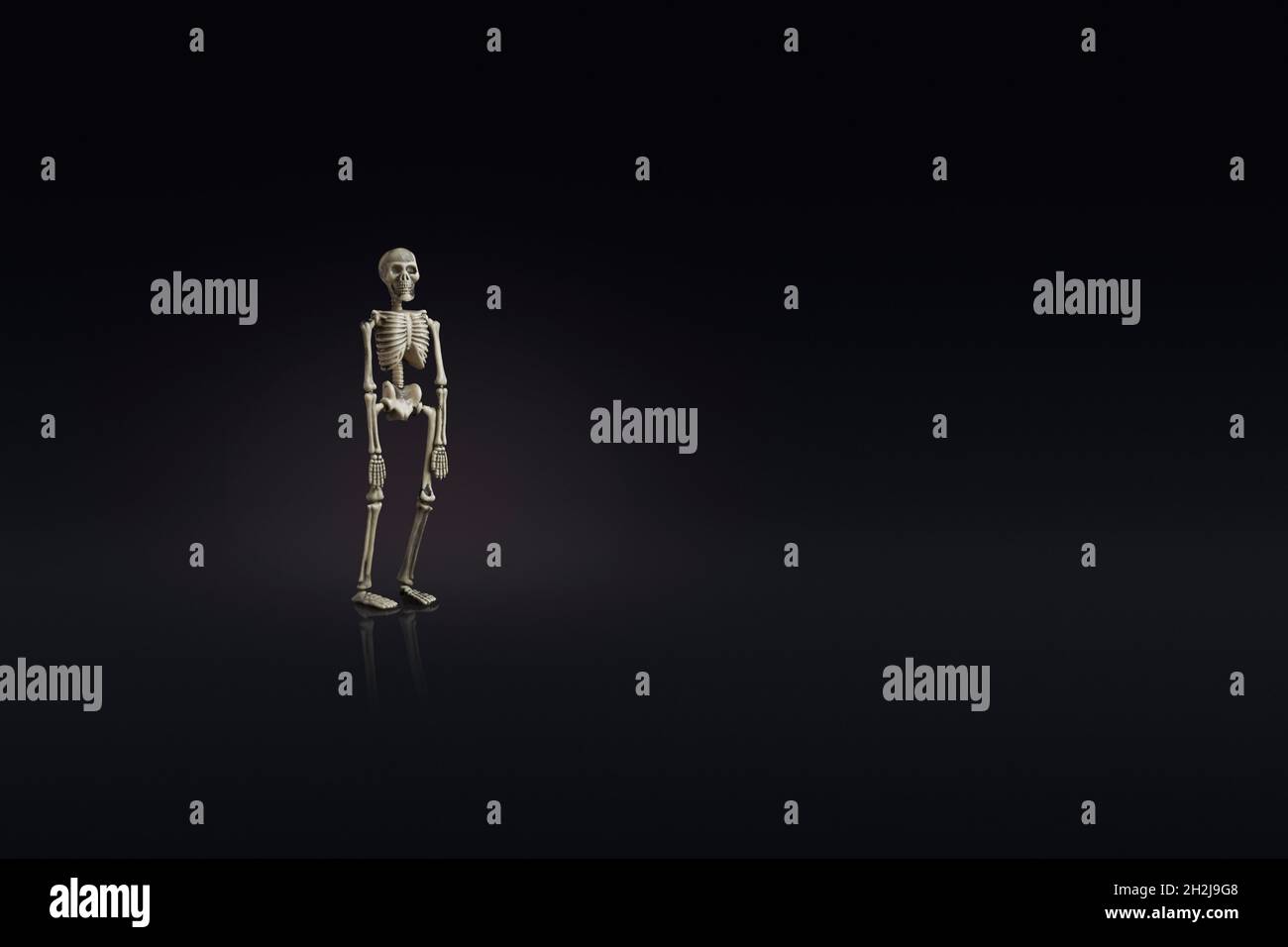 fake human full skeleton halloween concept Stock Photo - Alamy