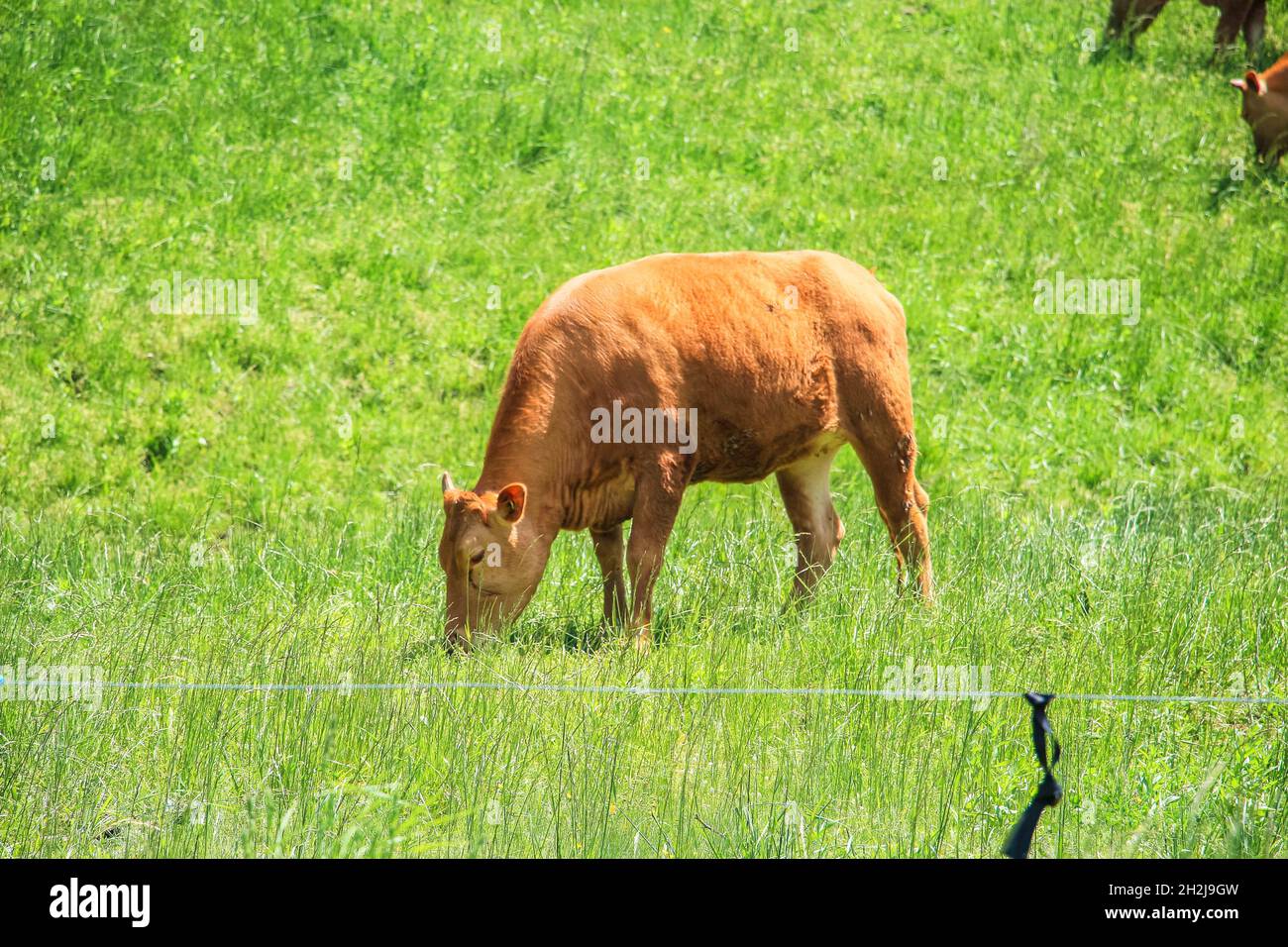 Korean cattle hi-res stock photography and images - Alamy