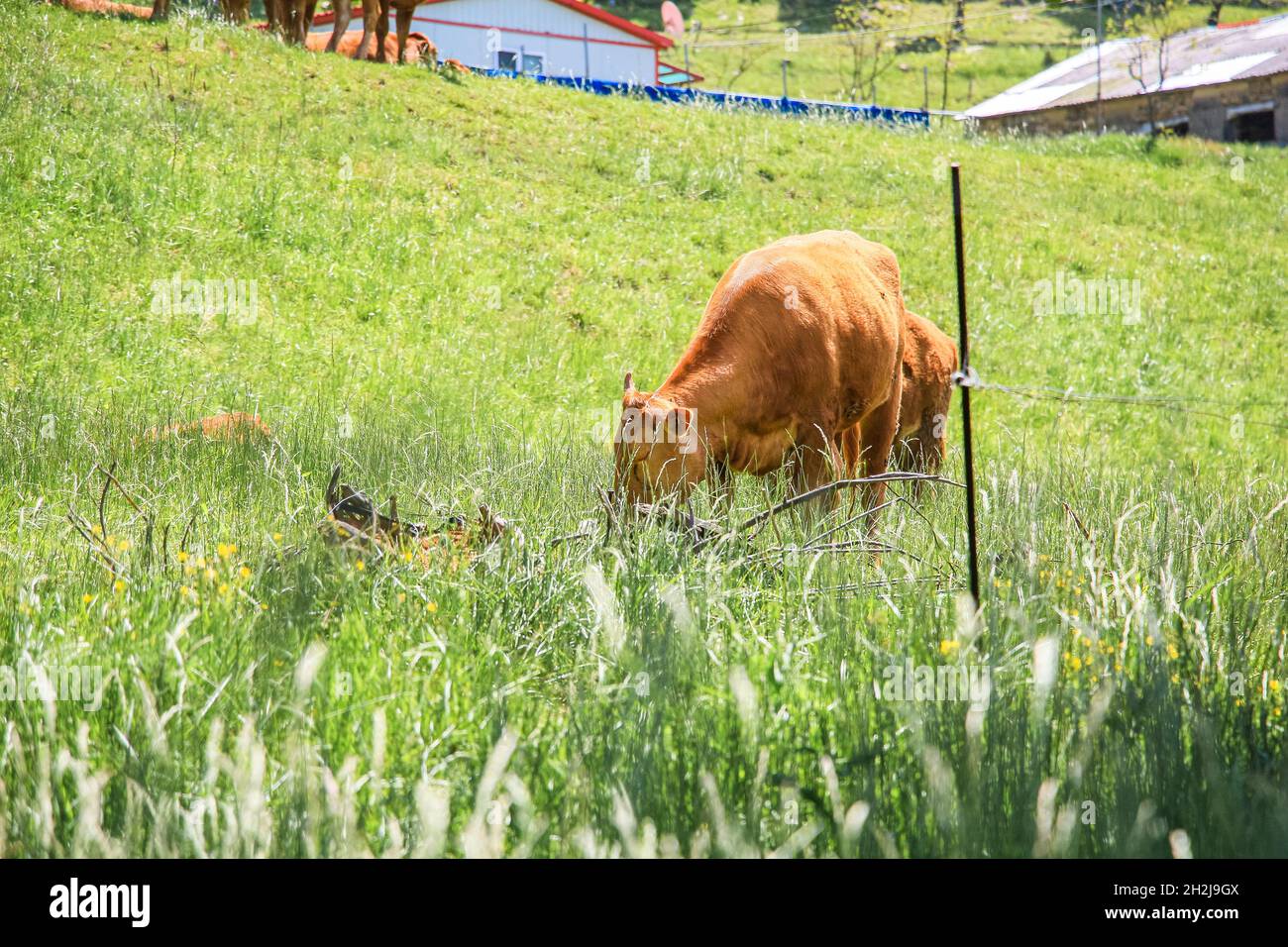 Korean cattle hi-res stock photography and images - Alamy