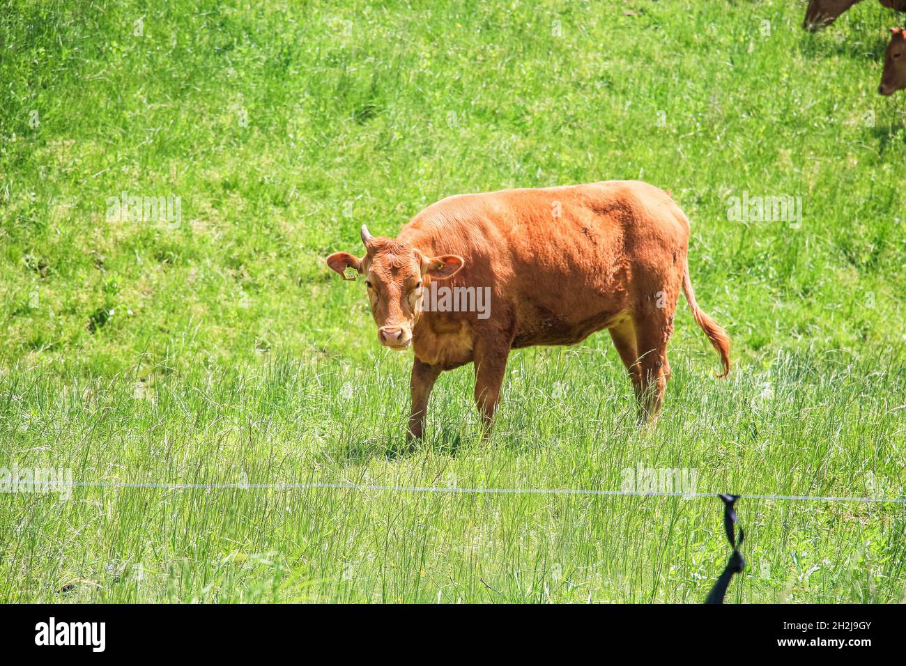 Korean cattle hi-res stock photography and images - Alamy