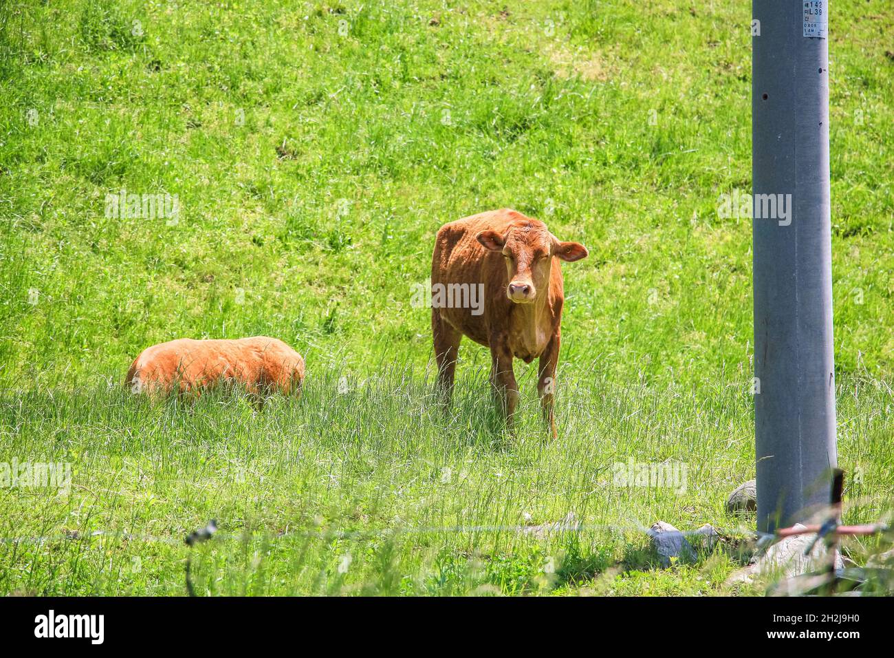 Korean cattle hi-res stock photography and images - Alamy