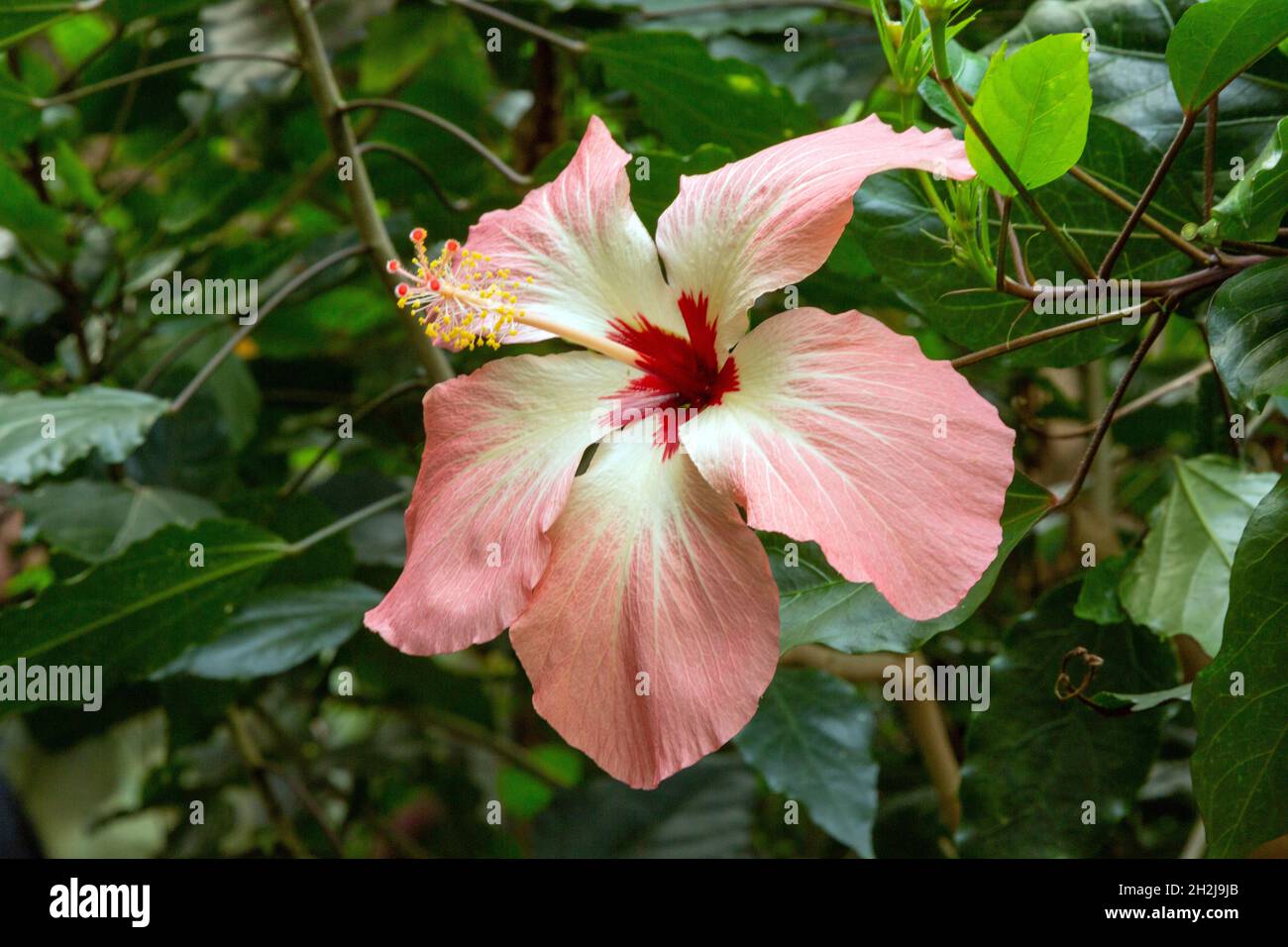 Pink hibiscus flower Paignton Zoo, Devon, England, United Kingdom Stock ...