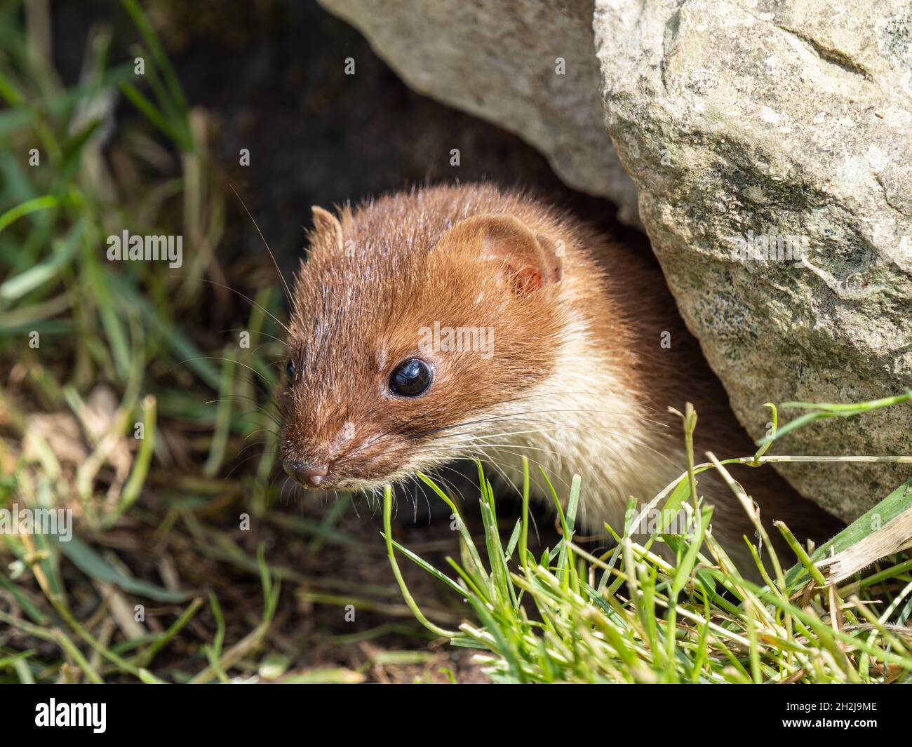 Stoat hole hi-res stock photography and images - Alamy