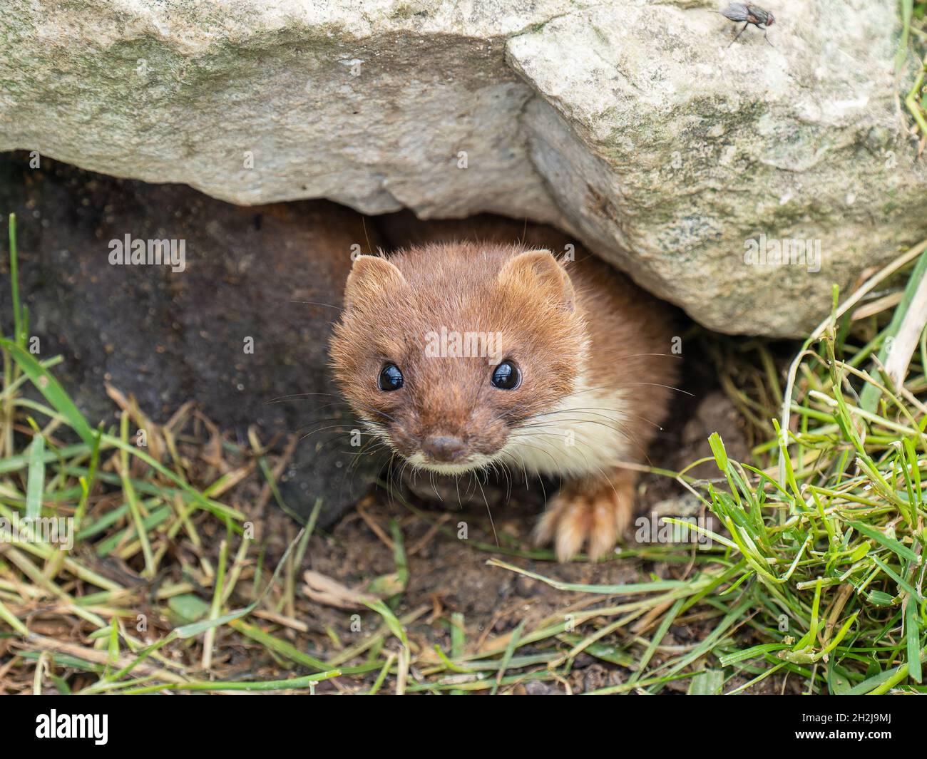 Stoat Head Looking out of a Hole Stock Photo - Alamy