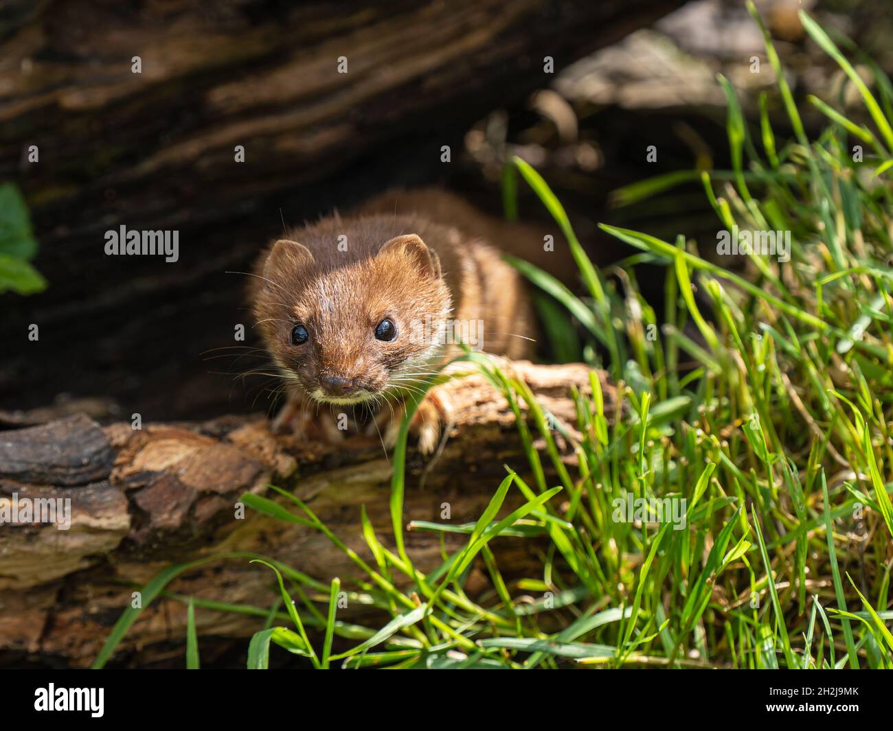 Stoat Head Looking out of a Hole Stock Photo - Alamy