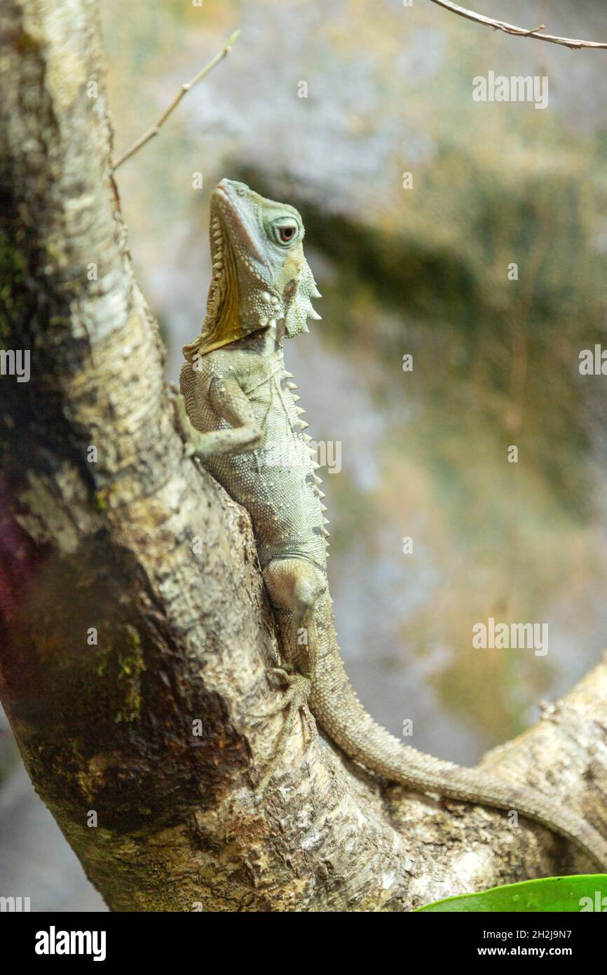 Boyd's forest dragon, Paignton Zoo, Devon, England, United Kingdom ...