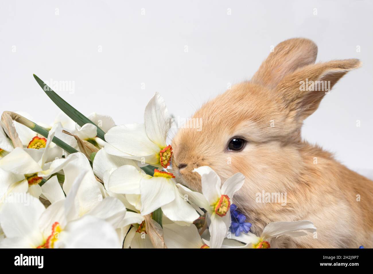 A small pet rabbit and a bouquet of flowers from daffodils on a white ...