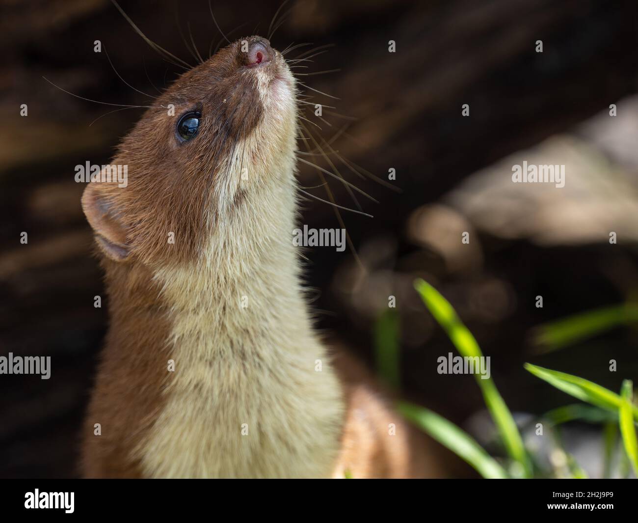 Stoat Head Looking out of a Hole Stock Photo - Alamy