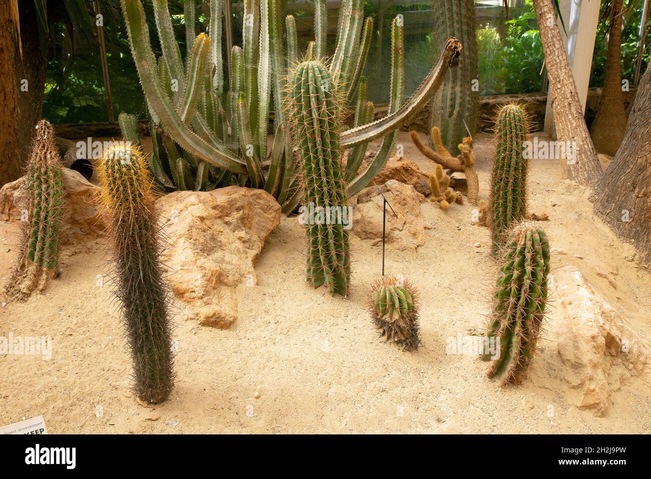 Paignton zoo desert house, Devon, England, United Kingdom Stock Photo ...