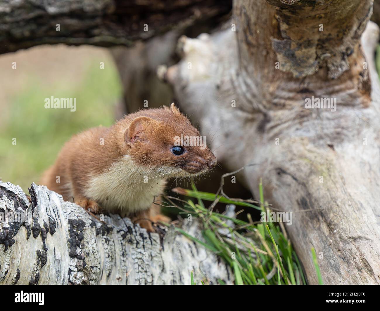 Stoat Head Looking out of a Hole Stock Photo - Alamy