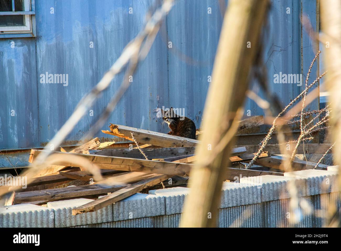 Cat between hi-res stock photography and images - Alamy