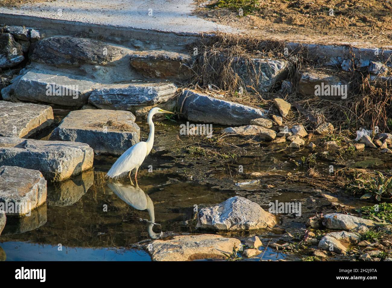 Cute white egret on the river Stock Photo - Alamy