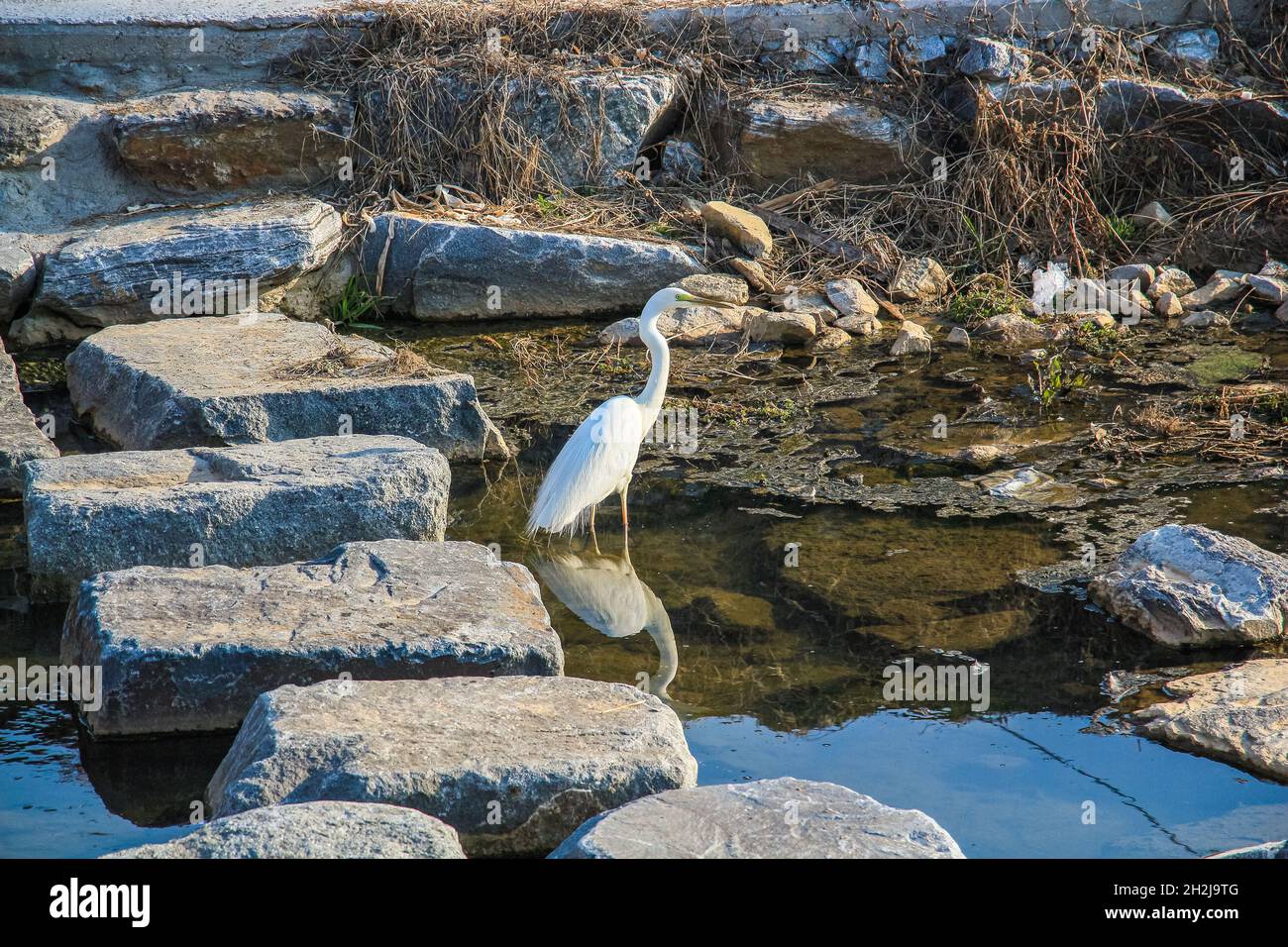 Cute white egret on the river Stock Photo - Alamy