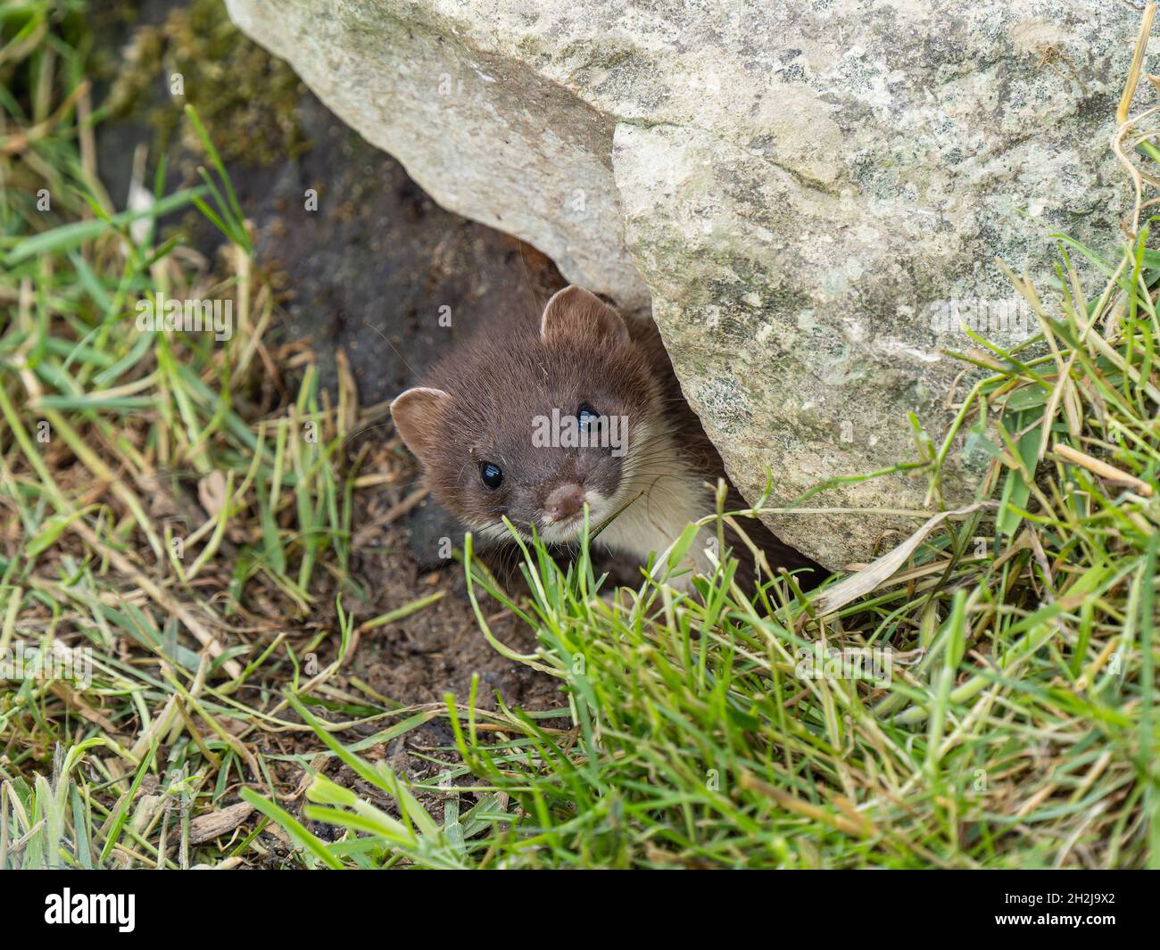 Stoat Head Looking out of a Hole Stock Photo - Alamy