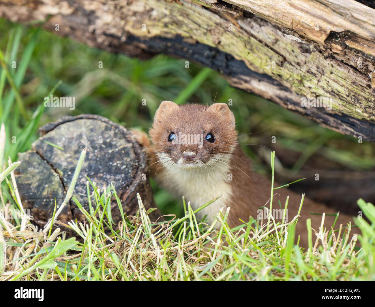Stoat Head Looking out of a Hole Stock Photo - Alamy