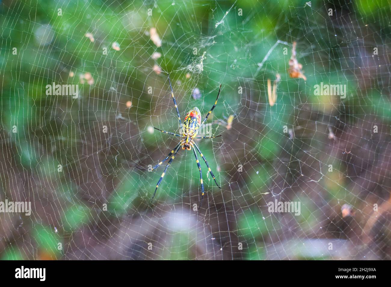 Spider on its web in the forest Stock Photo - Alamy